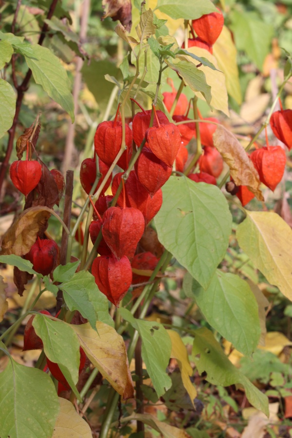 Lampionblume (Physalis alkekengi) – Pflanzenwiki