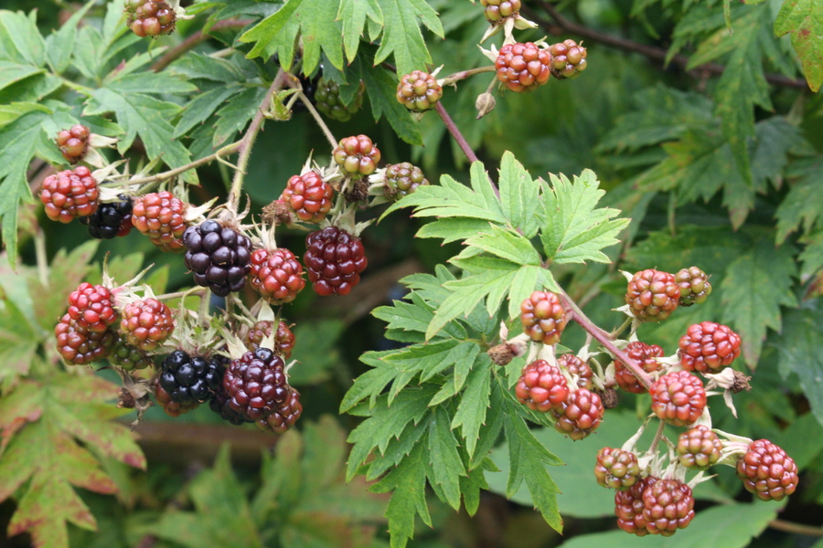 Schlitzblättrige Brombeere (Rubus laciniatus) – Pflanzenwiki