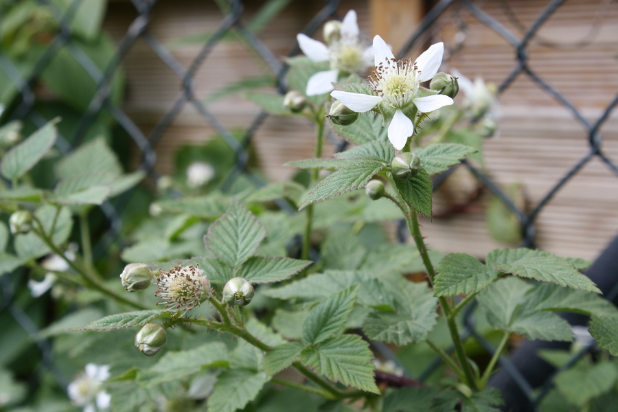 Tayberry (Rubus fruticosus x Rubus idaeus) – Pflanzenwiki