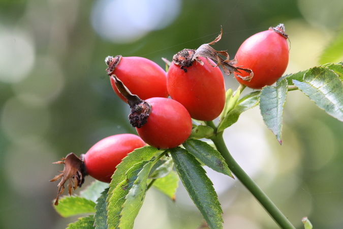 Hundsrose (Rosa canina) – Pflanzenwiki
