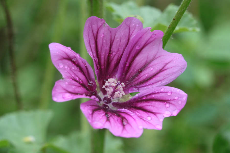 Mauretanische Malve (Malva sylvestris ssp mauritiana) – Pflanzenwiki