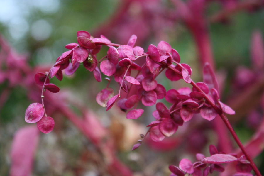 Rote Gartenmelde (Atriplex hortensis rubra) – Pflanzenwiki