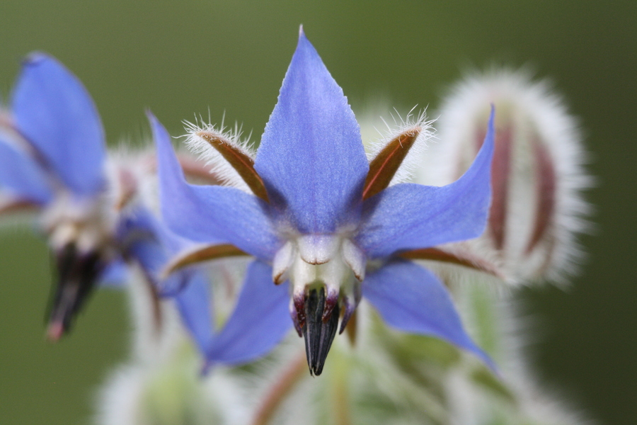 Borretsch (Borago officinalis) – Pflanzenwiki