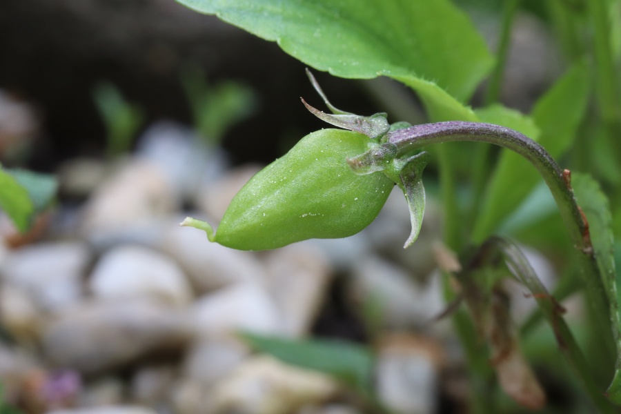 Waldveilchen (Viola reichenbachiana) – Pflanzenwiki