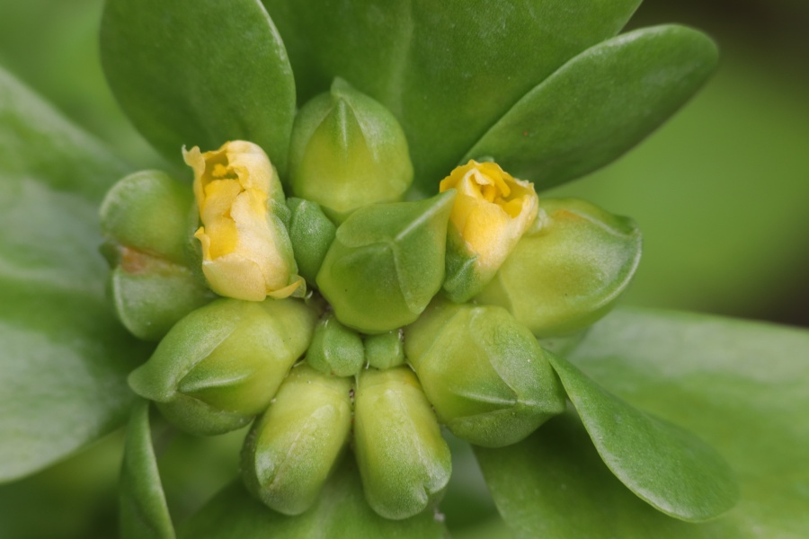 Portulak (Portulaca oleracea) – Pflanzenwiki