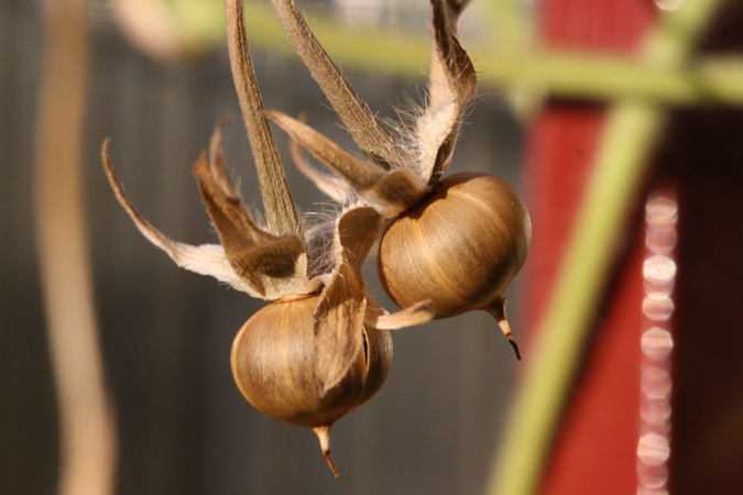 Purpur-Prunkwinde (Ipomea purpurea) – Pflanzenwiki