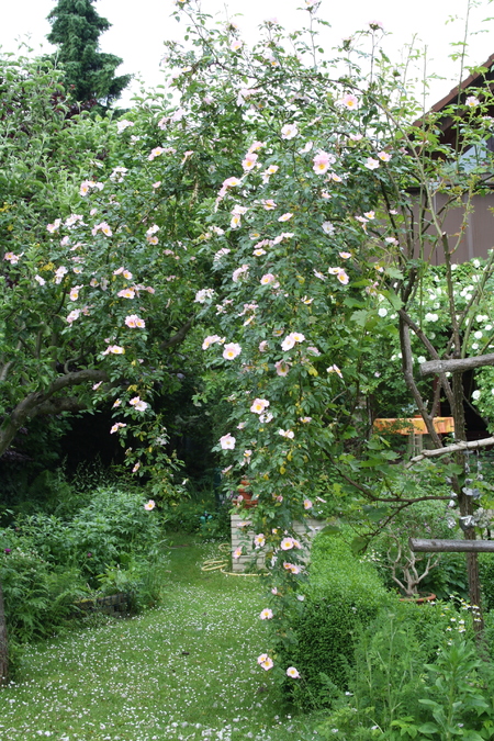 Hundsrose (Rosa canina) – Pflanzenwiki