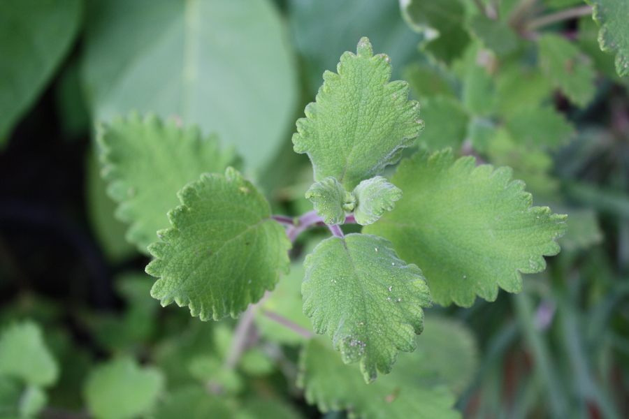Iboza (Tetradenia riparia) – Pflanzenwiki