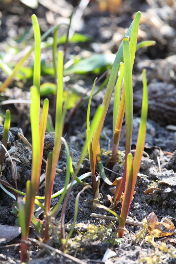 Chinesischer Schnittlauch (Allium odorum) – Pflanzenwiki