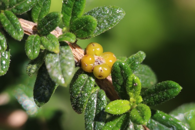 Moujeantee (Nashia inaguensis) – Pflanzenwiki