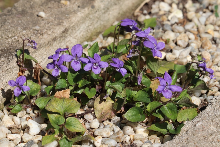 Waldveilchen (Viola reichenbachiana) – Pflanzenwiki